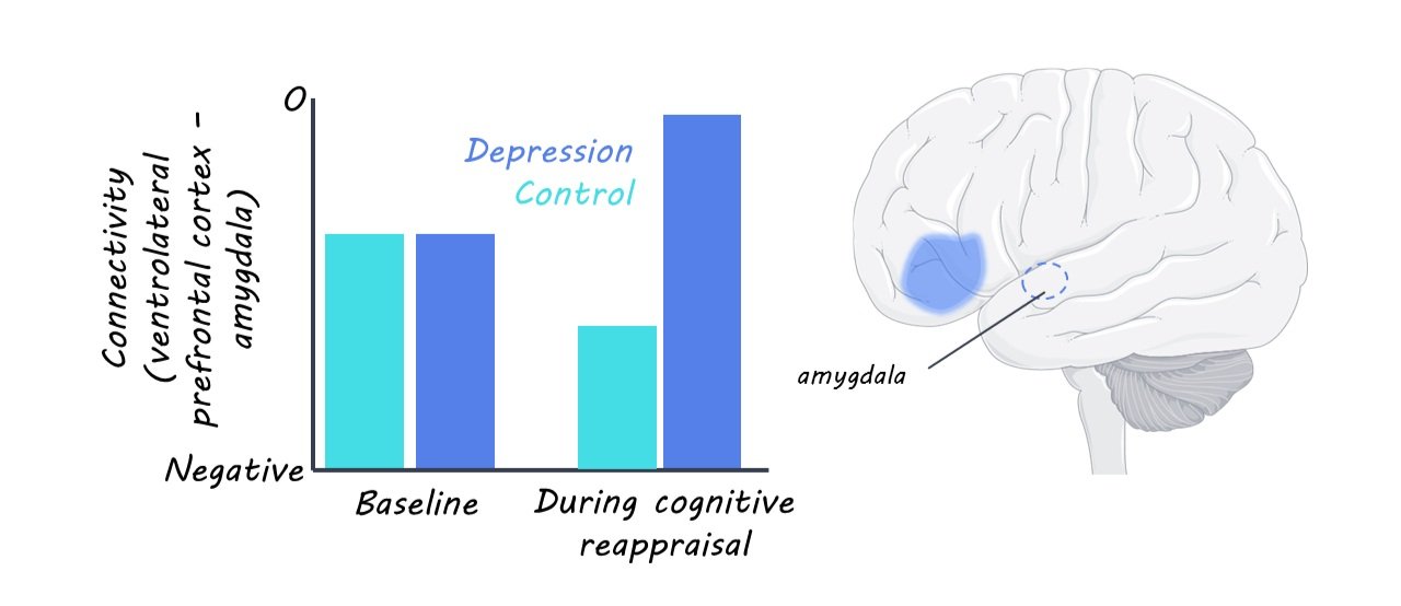 Prefrontal Cortex And Amygdala