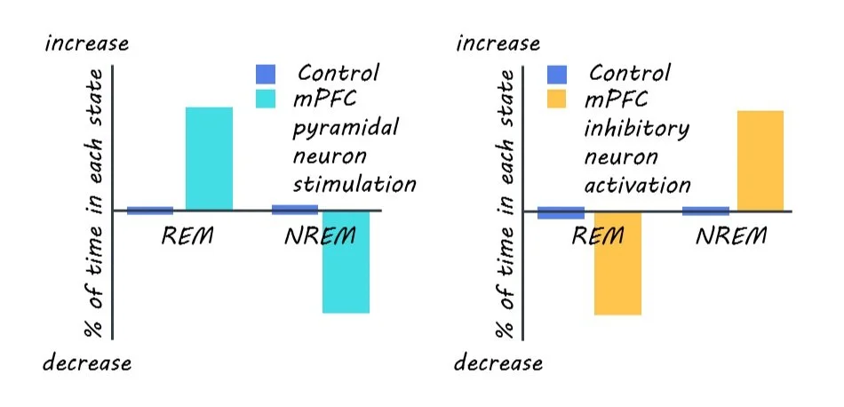 Medial Prefrontal Cortical Neurons Trigger REM Sleep — BrainPost | Easy ...
