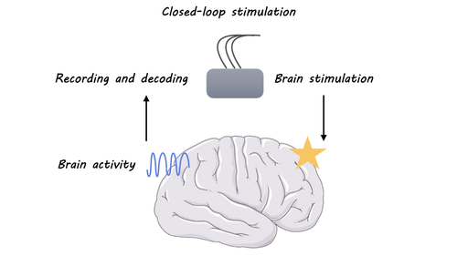 Closed-Loop Brain Stimulation Reduces Fear Responses — BrainPost | Easy ...