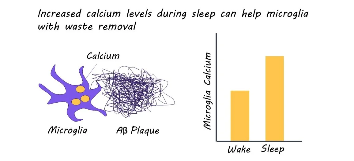 Good Night, Sleep Tight, Don’t Let the Neurodegenerative Diseases Bite ...