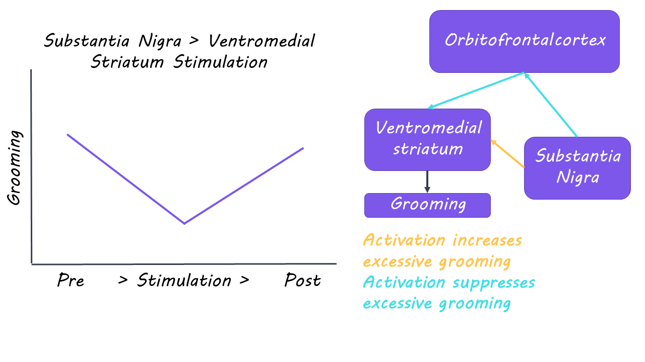 Dopaminergic Dual Gating of Obsessive-Compulsive Behaviors — BrainPost ...