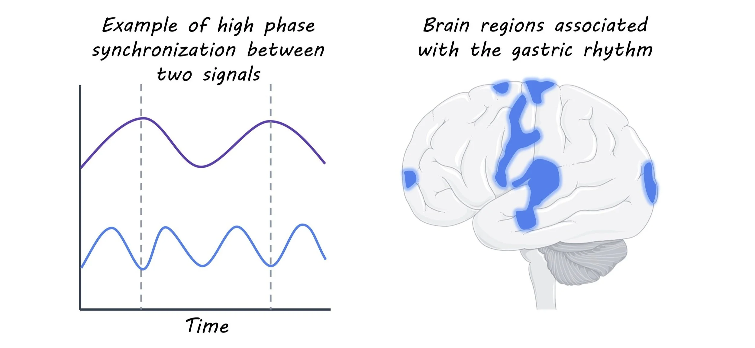 Sensory-Motor Brain Networks are Coupled with the Stomach’s Rhythm — BrainPost | Easy-to-read ...