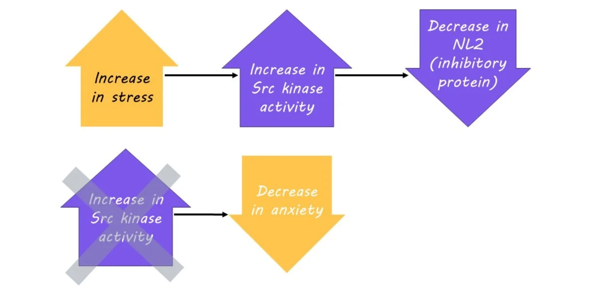 Altering the Stress Response To Reduce Anxiety — BrainPost | Easy-to ...