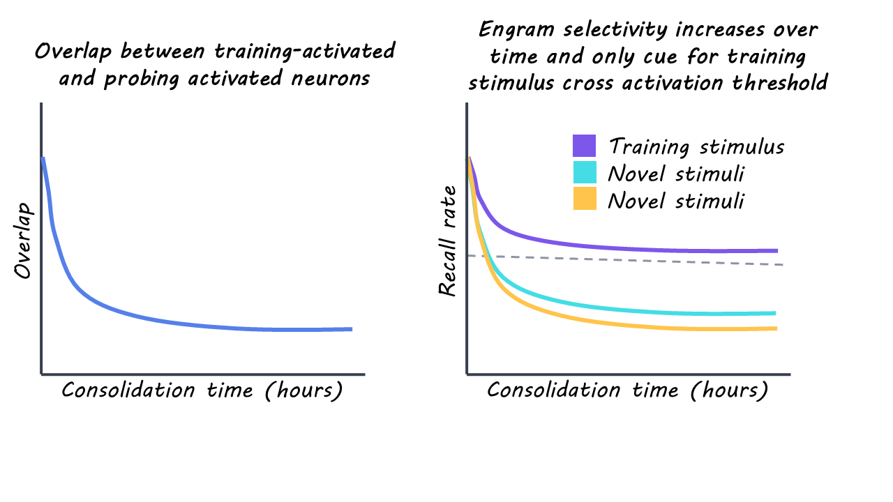 How Engrams Become Selective During Memory Consolidation — BrainPost | Easy-to-read summaries of ...
