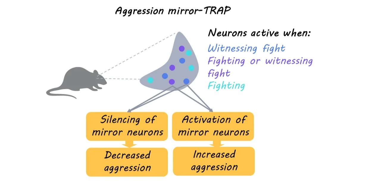 Aggression-Specific Mirror Neurons Exist in the Hypothalamus ...