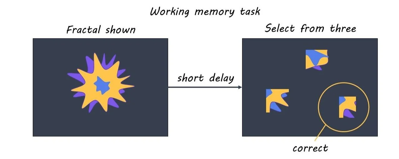 Neural Representations For Working Memory Are Affected By Long Term Learning — Brainpost Easy