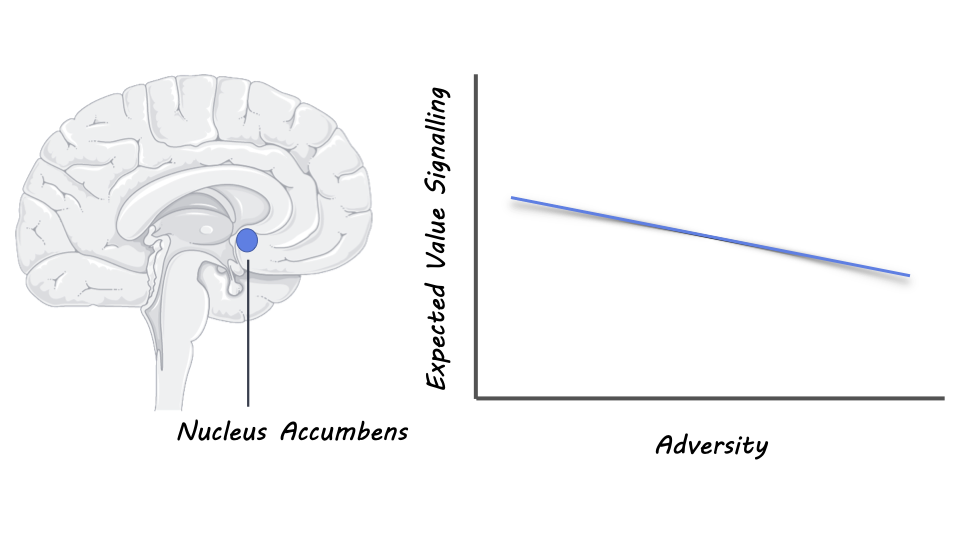 Early Life Adversity Has a Long-Term Impact on Reward Learning ...