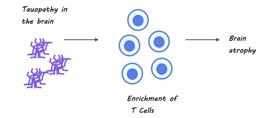Inflammation in the Brain Drives Neurodegeneration in Tauopathy ...