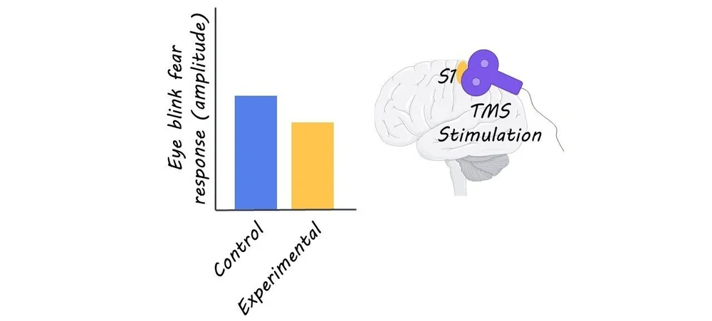 Inhibiting the Development of Threat Memories with TMS — BrainPost ...
