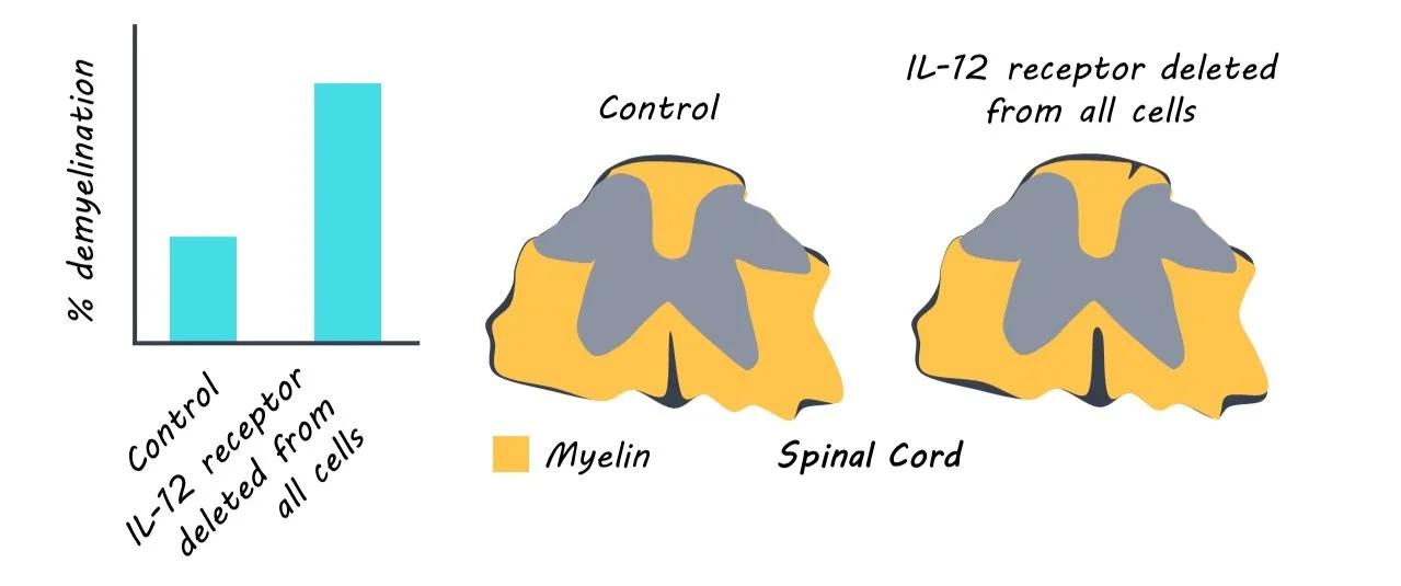 The Cytokine IL-12 Protects Against Neuroinflammation by Signaling to ...