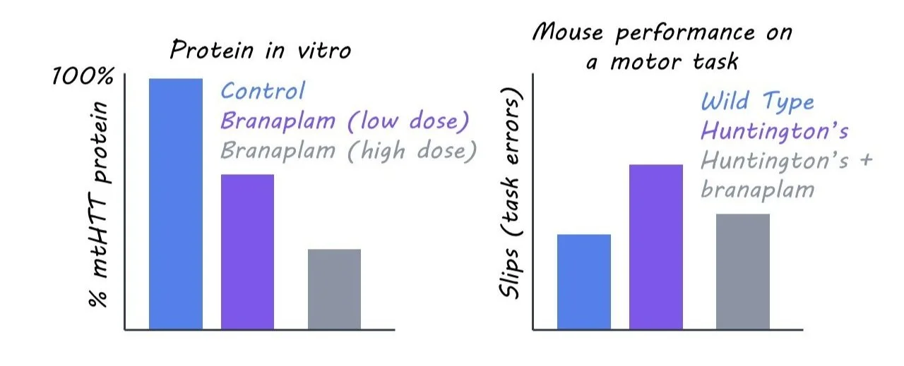 A New Treatment for Huntington’s Disease — BrainPost | Easy-to-read ...