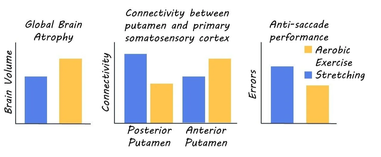 Aerobic Exercise Stalls Brain Atrophy in Parkinson’s Disease — BrainPost | Easy-to-read ...