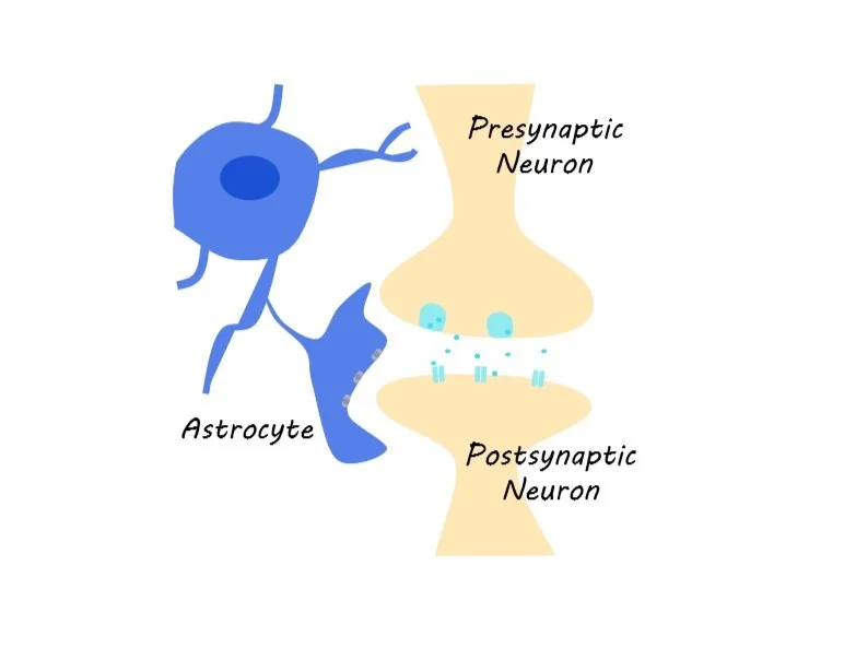 Astrocytes: The Unsung Heroes of the Brain — BrainPost | Easy-to-read ...