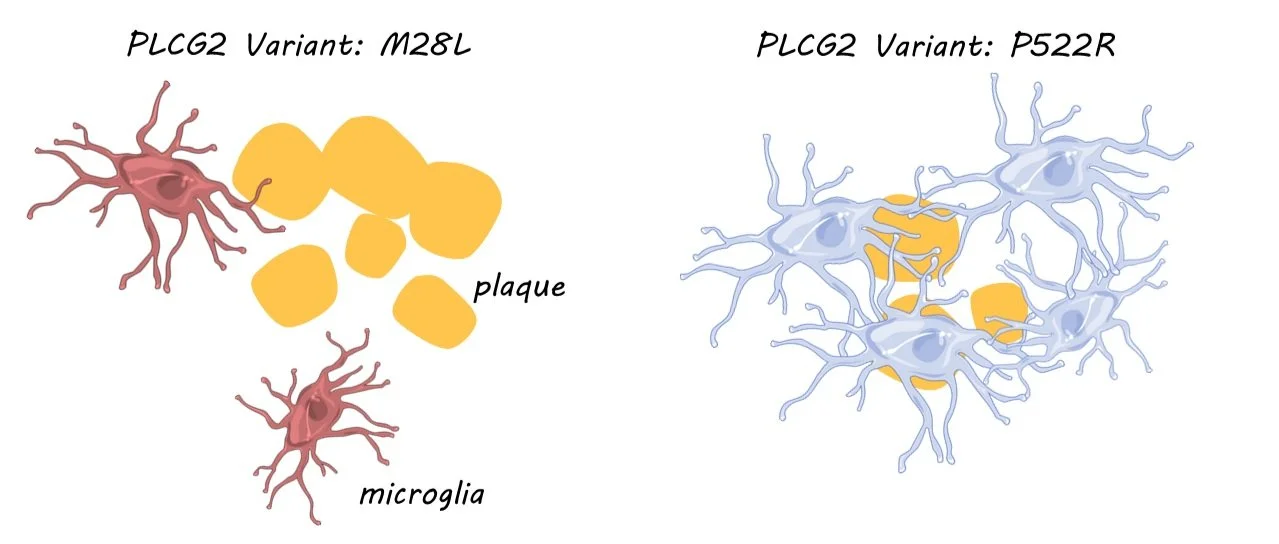 A Protein in Microglia That Influences Alzheimer’s Disease Risk ...