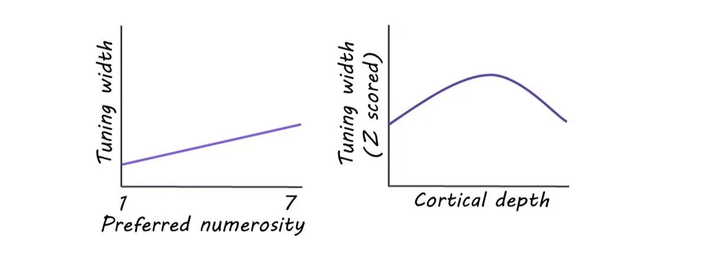 Numerosity Processing Across Cortical Layers in Parietal Cortex ...