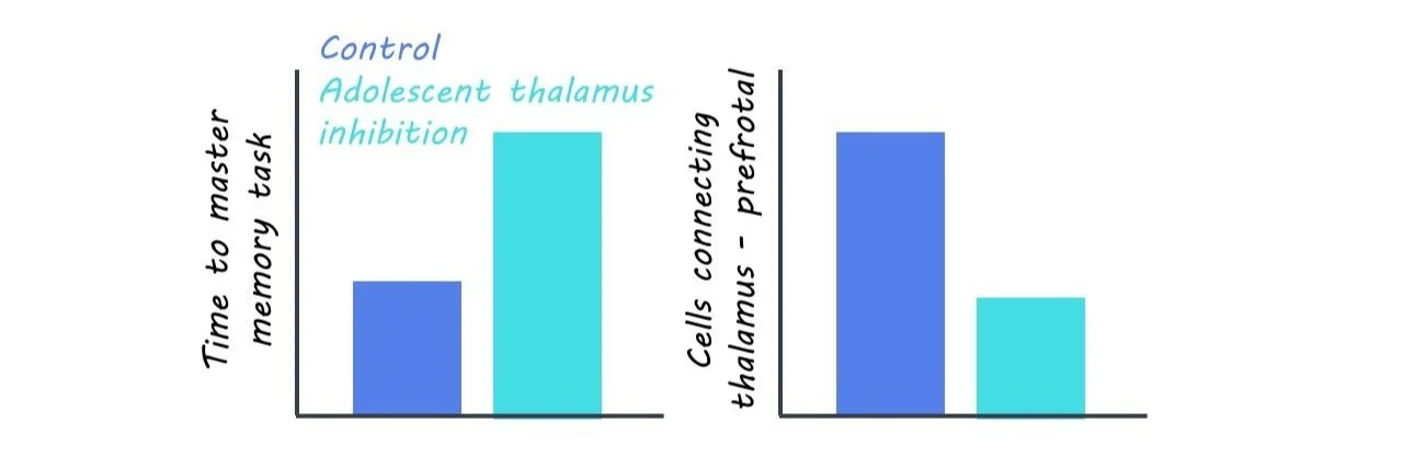 A Critical Period for Development of the Prefrontal Cortex — BrainPost ...