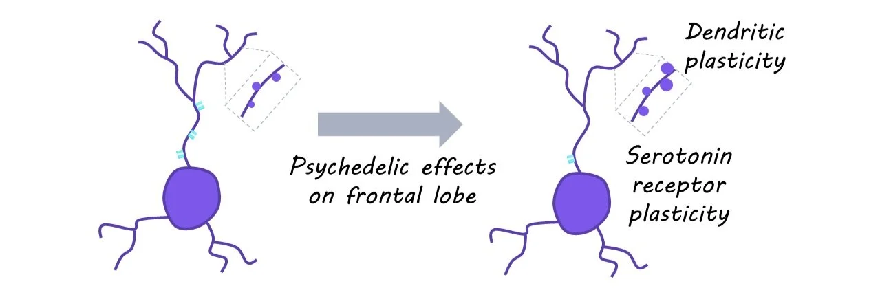 Can Psychedelics Treat Depression? — BrainPost | Easy-to-read summaries ...