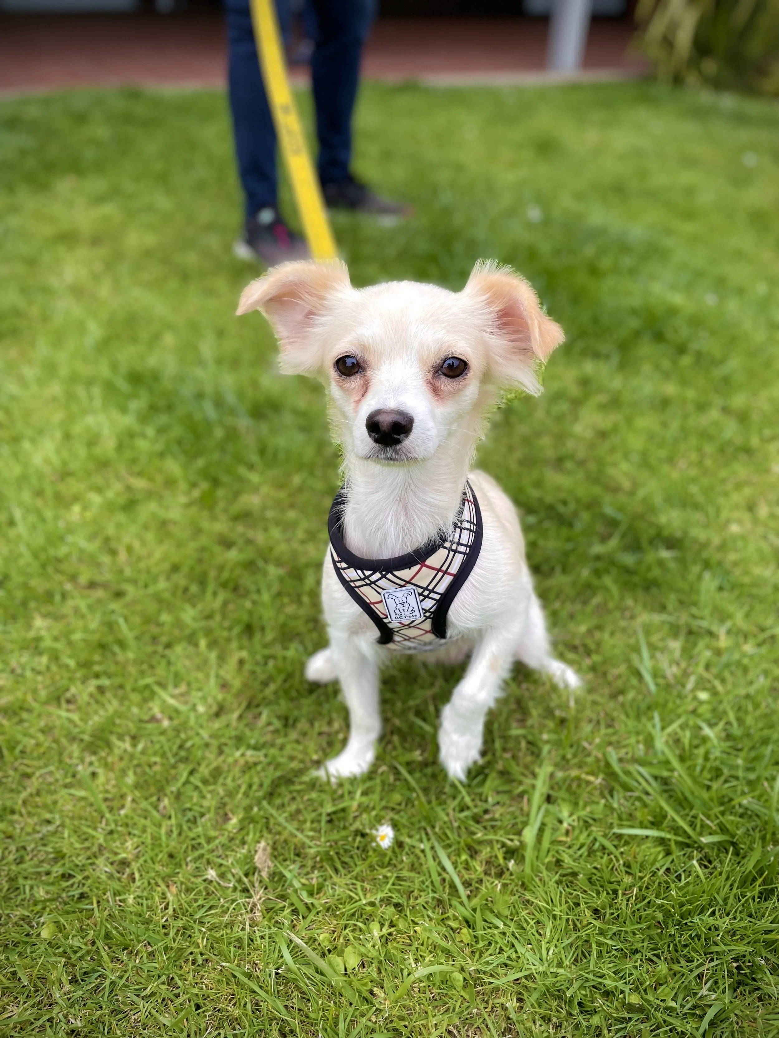 Adoptable Dogs — Beyond Rescue