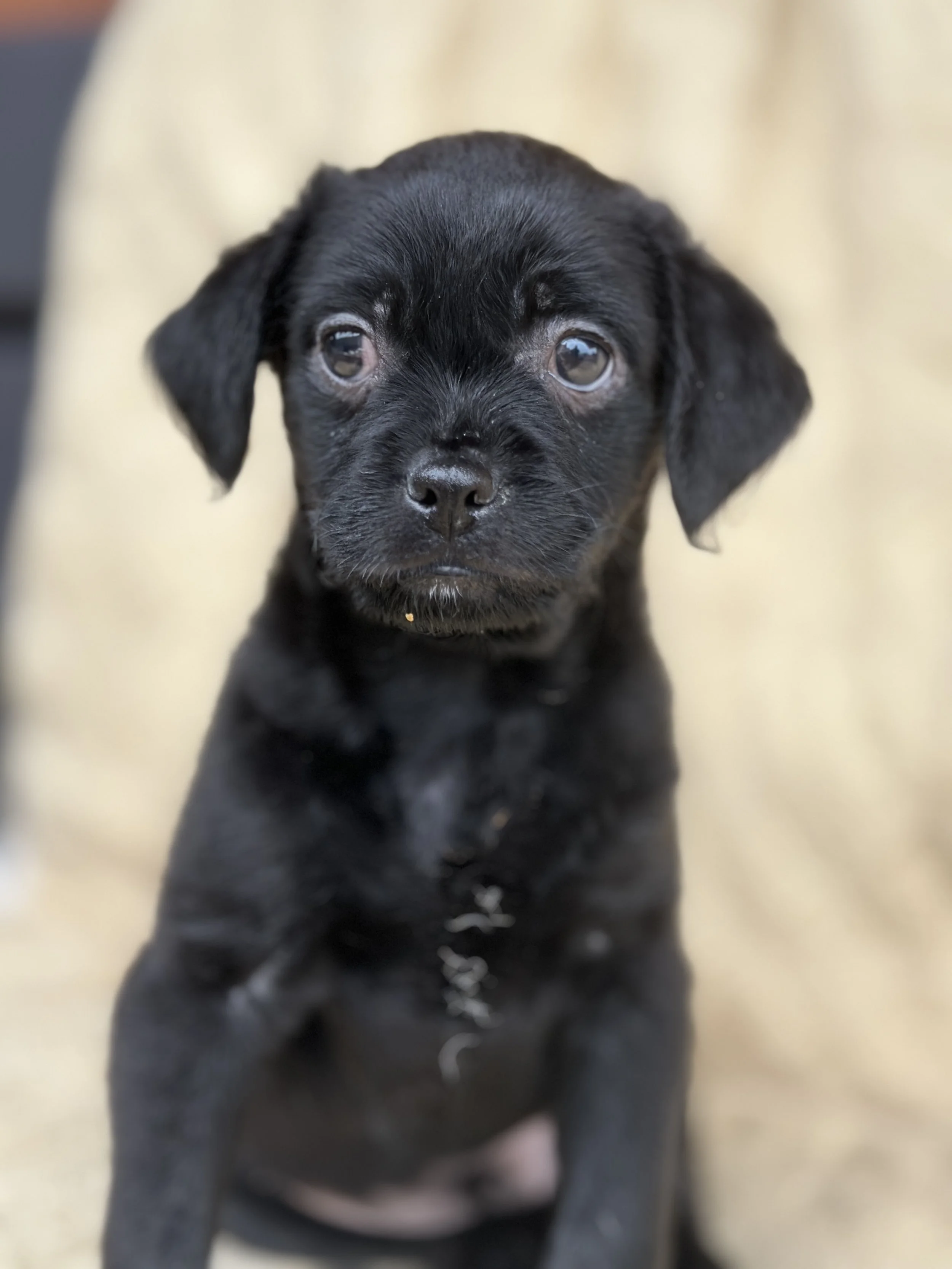 Adoptable Dogs — Beyond Rescue