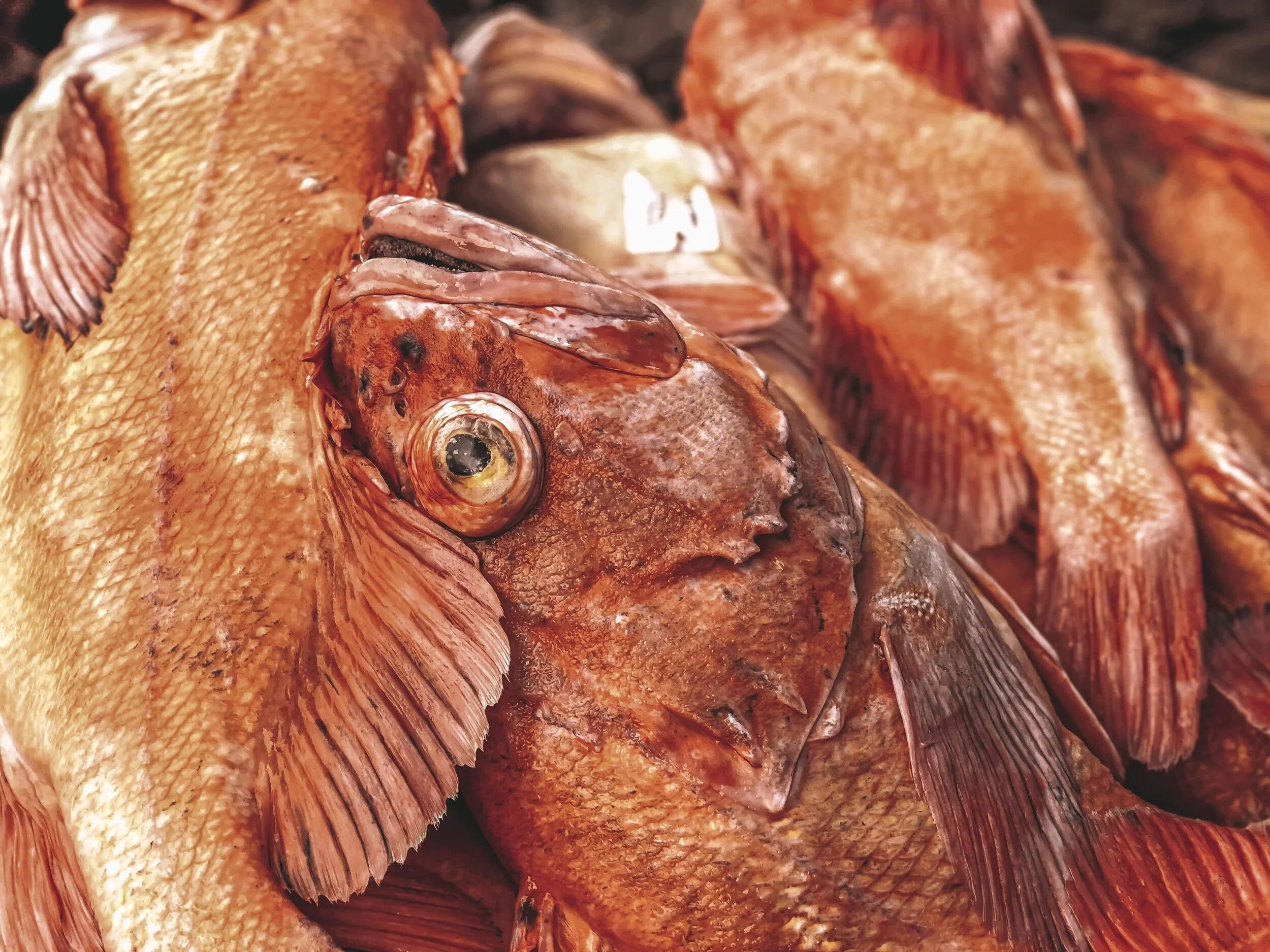 Home - J-Dock Fishing Co: Charters & Market - Seward, AK