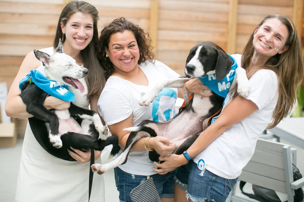 How Do You Foster A Dog