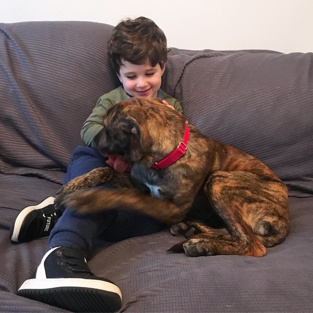 Should I Get A Dog Before Having A Baby