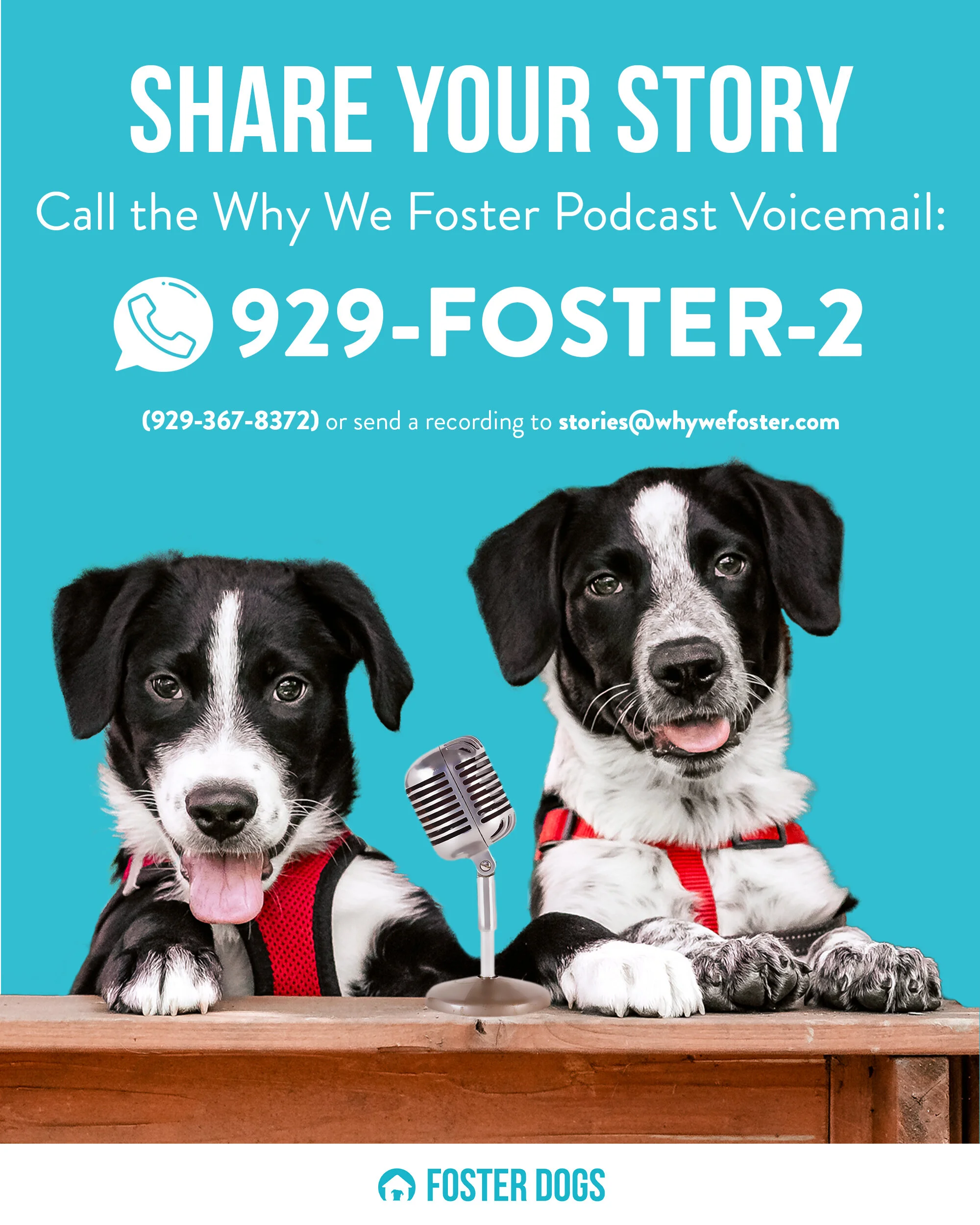 Why Do You Want To Foster A Dog