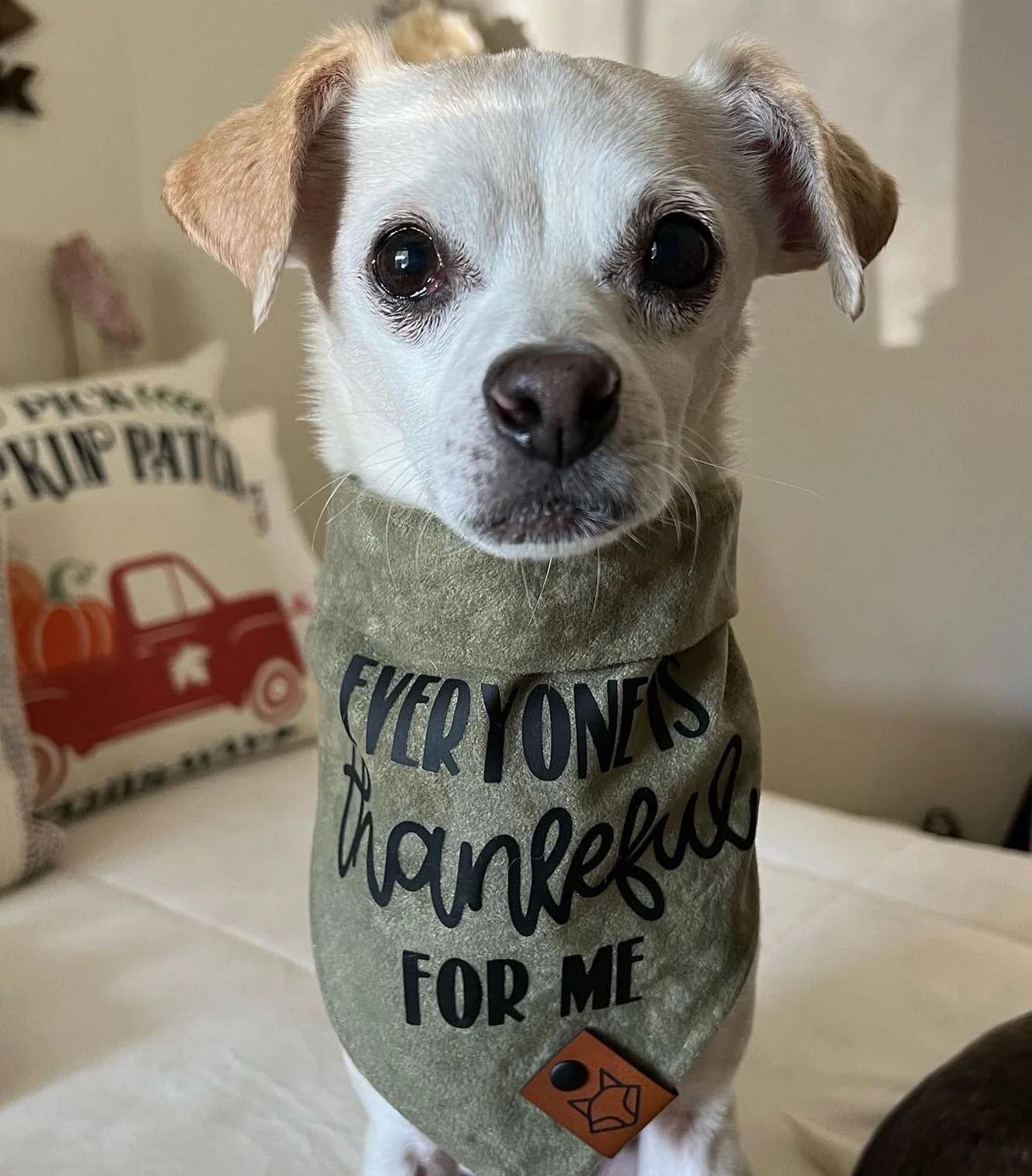 What Is Needed To Foster A Dog