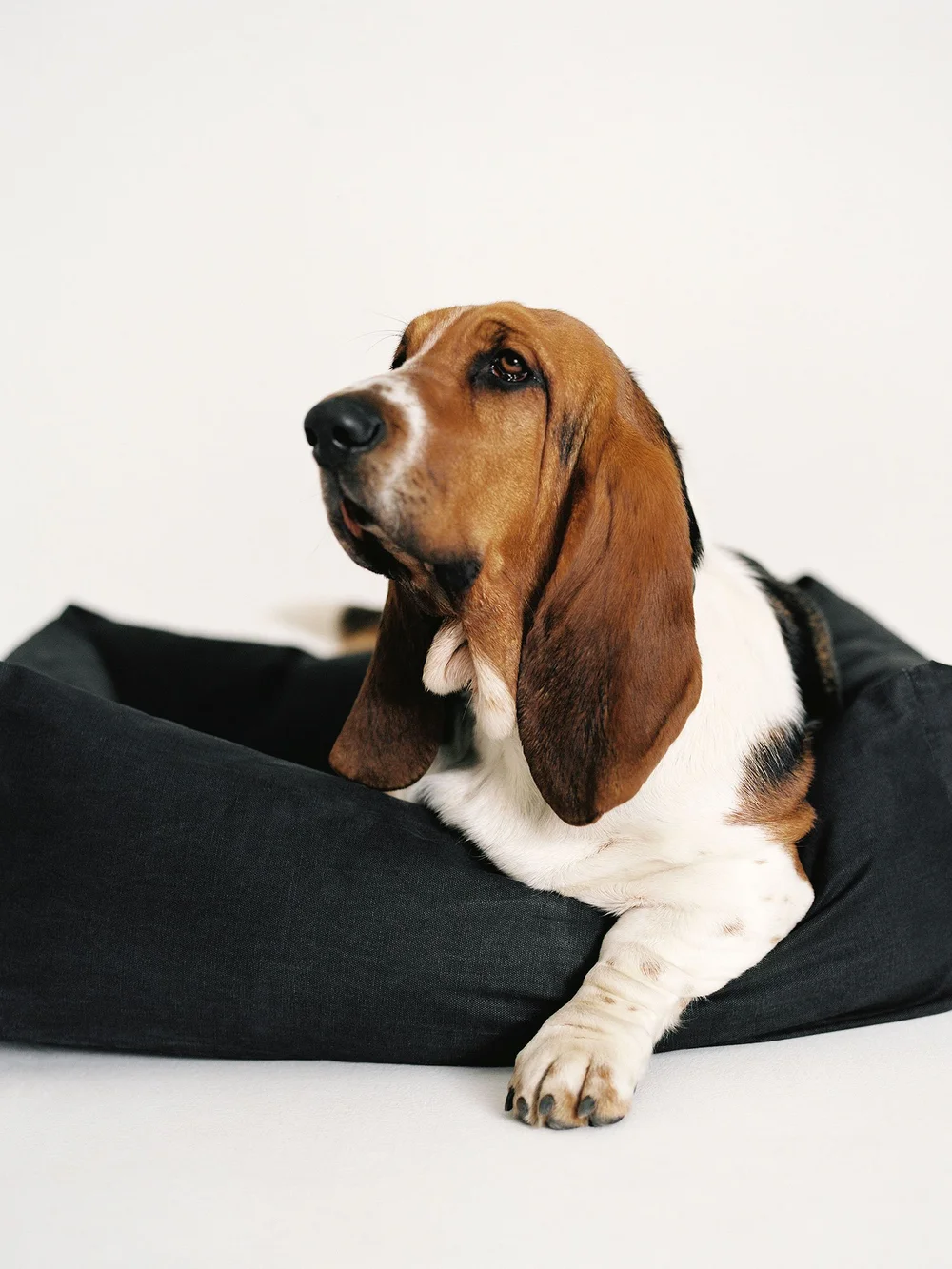 ARKET | dogs — Lucia Garcia Rey