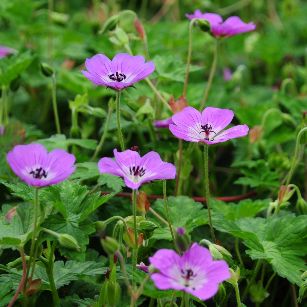 Flowerama — Arthur Road Landscapes