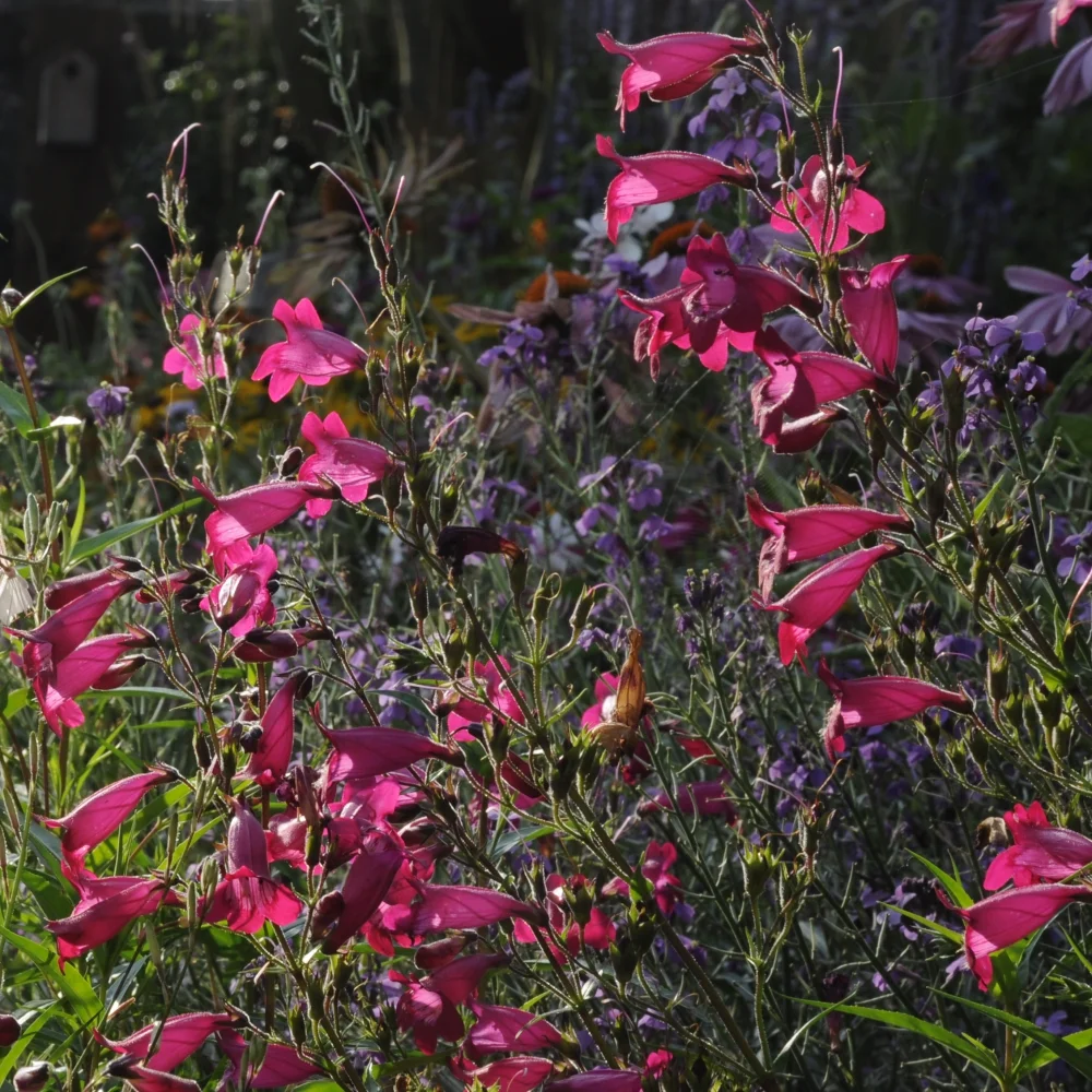 The best long-flowering plants — Arthur Road Landscapes