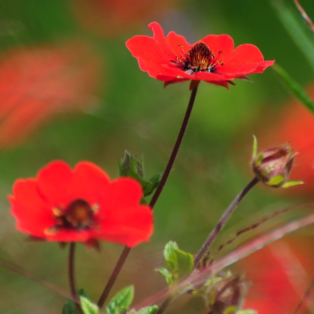 The best long-flowering plants — Arthur Road Landscapes