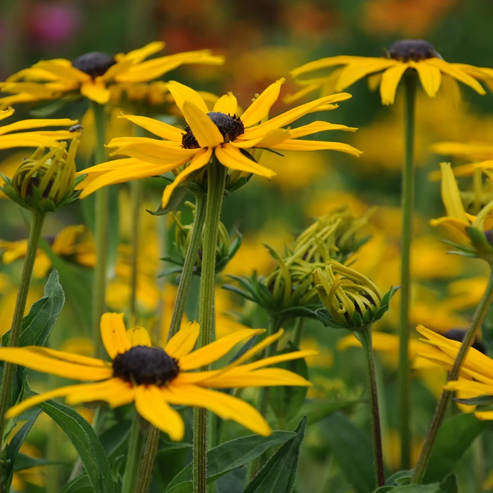 The best long-flowering plants — Arthur Road Landscapes