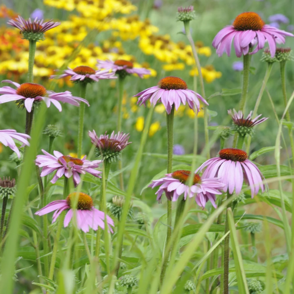 The best long-flowering plants — Arthur Road Landscapes