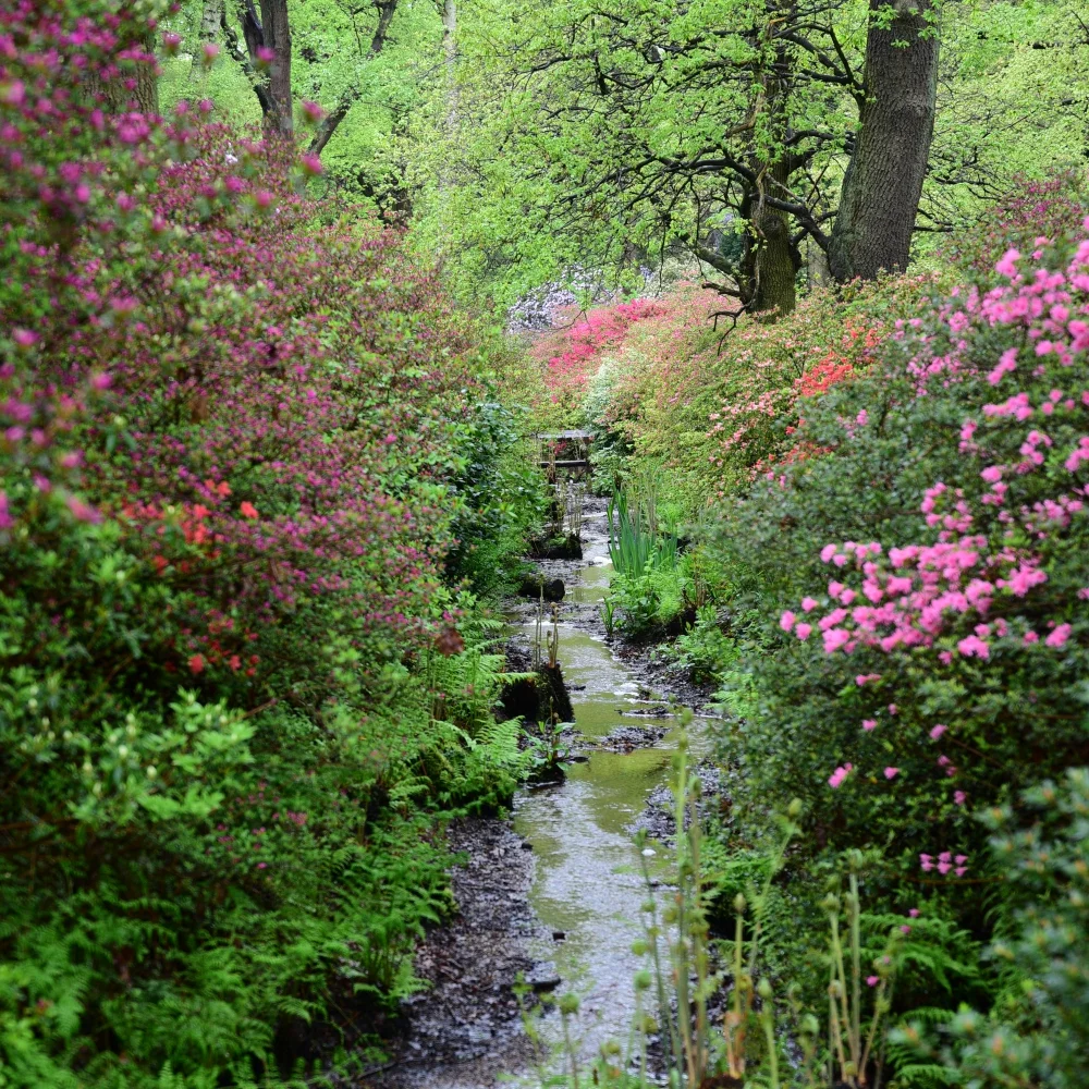 Isabella Gardens Richmond | Fasci Garden