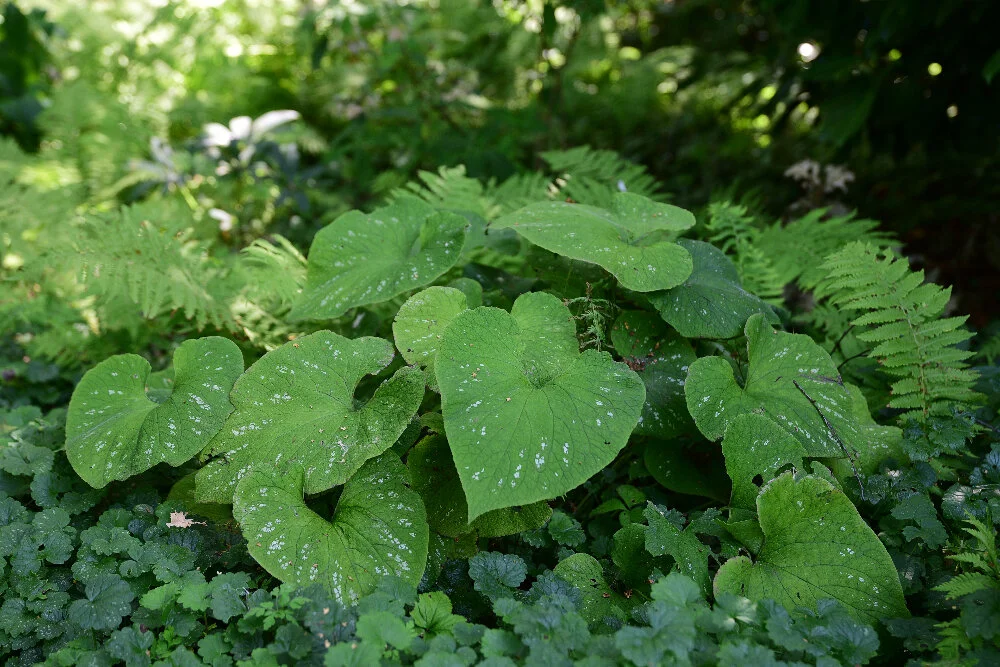The Beth Chatto Gardens — Arthur Road Landscapes