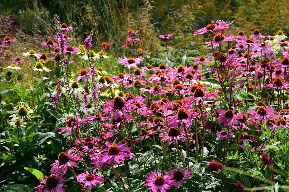Sussex Prairies — Arthur Road Landscapes