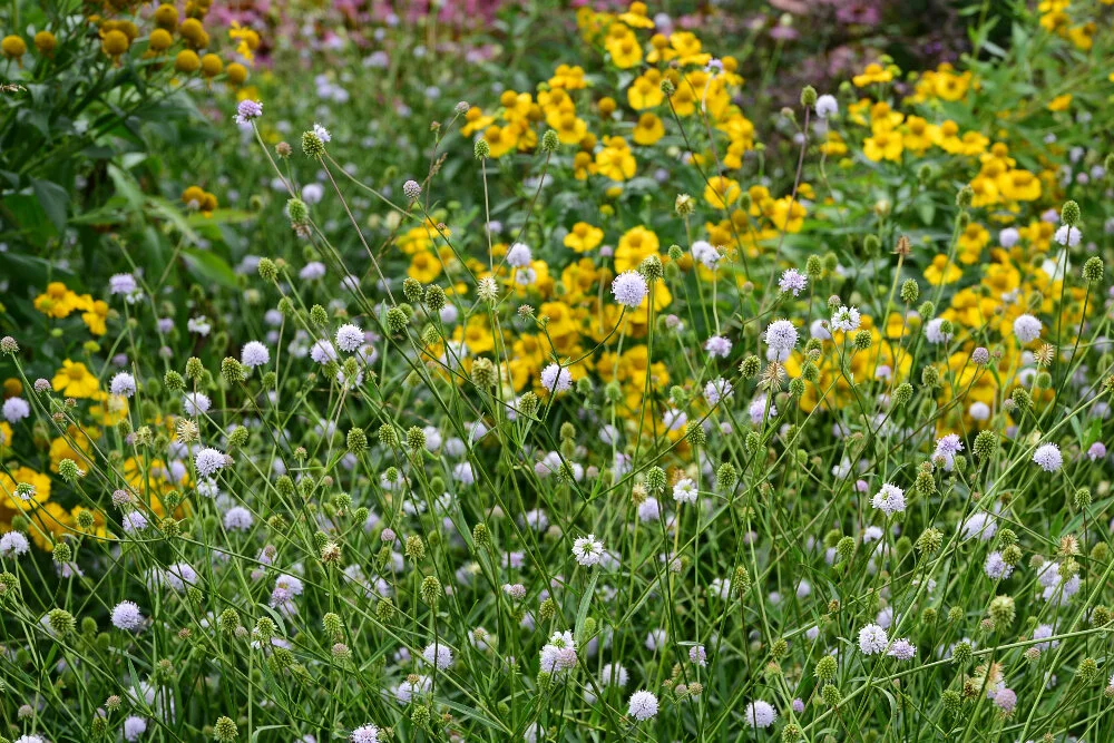 Sussex Prairies — Arthur Road Landscapes