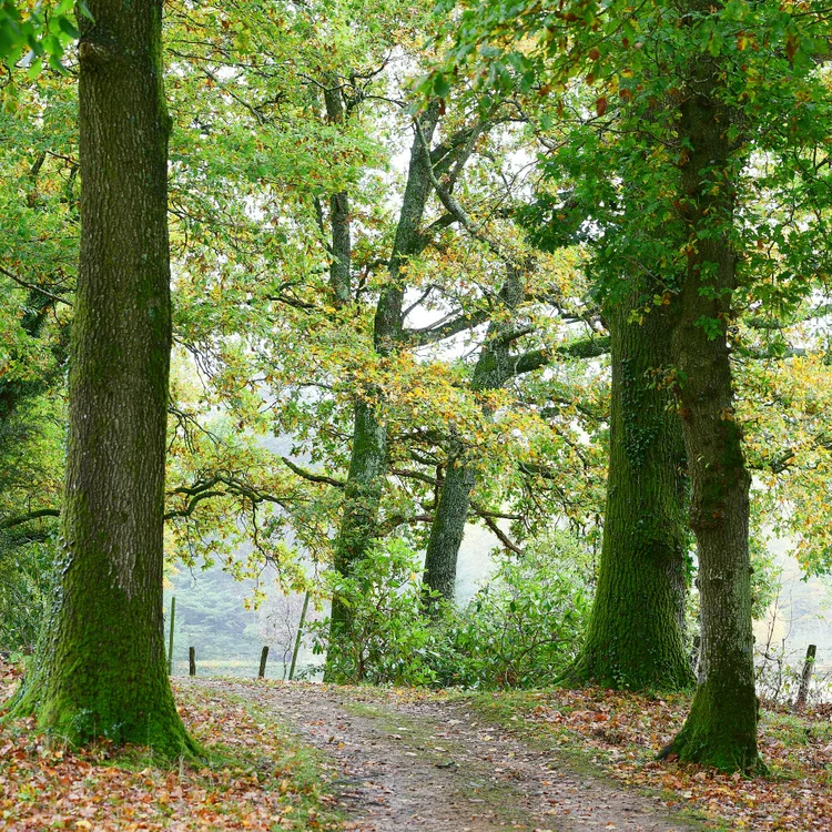 Ramster Gardens — Arthur Road Landscapes