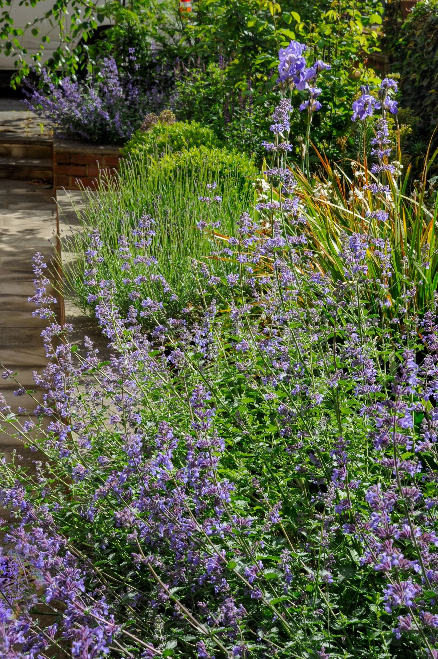 Front garden dsign — Arthur Road Landscapes