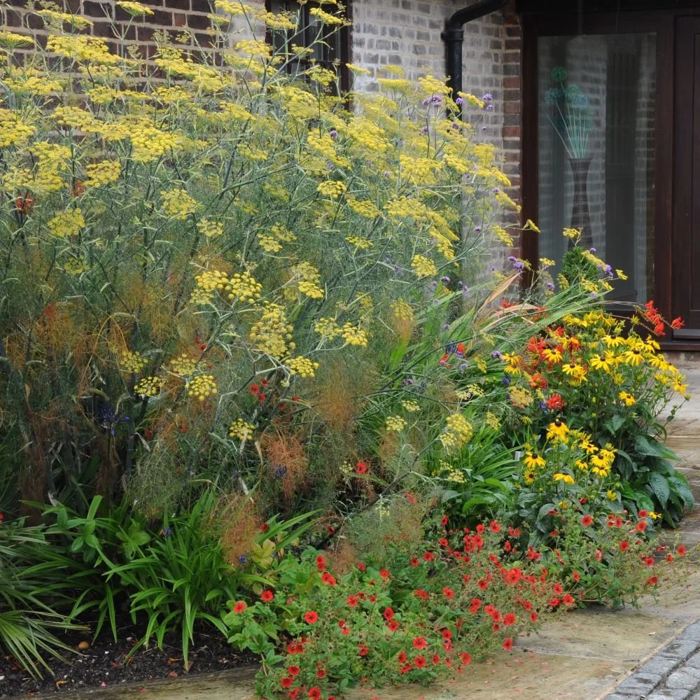 Mellow Yellow — Arthur Road Landscapes