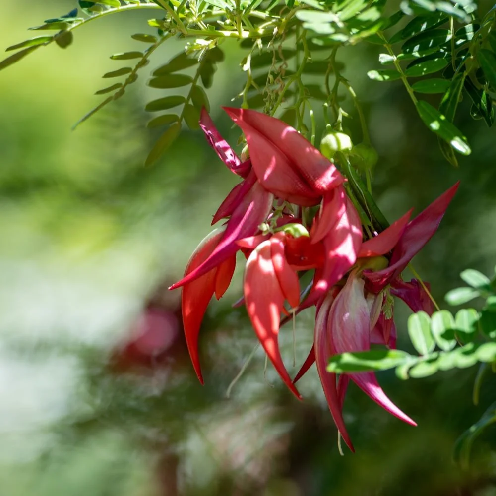 Palheiro Gardens — Arthur Road Landscapes