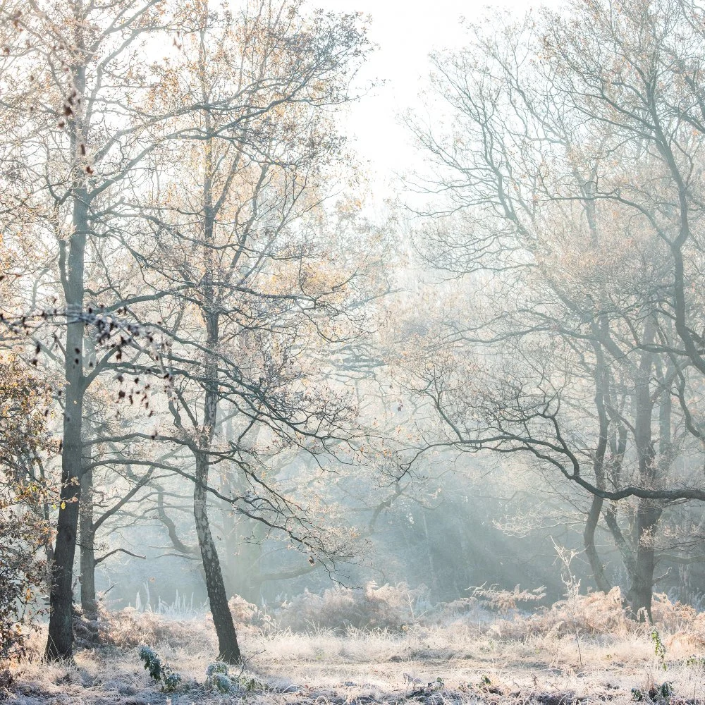 Wimbledon Common in winter — Arthur Road Landscapes
