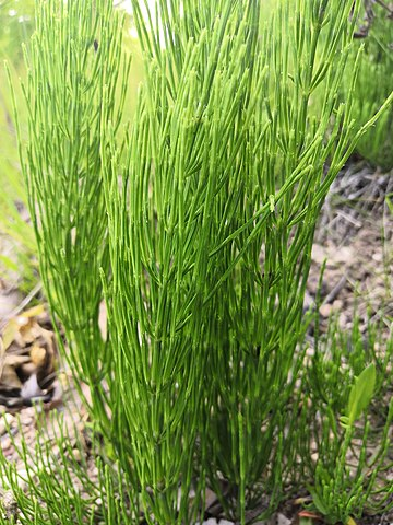 Invasive plant species — Enviro The Landscape Group