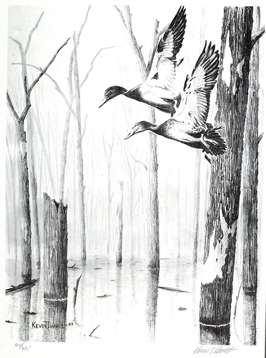 Mallard Duck Pencil Drawing