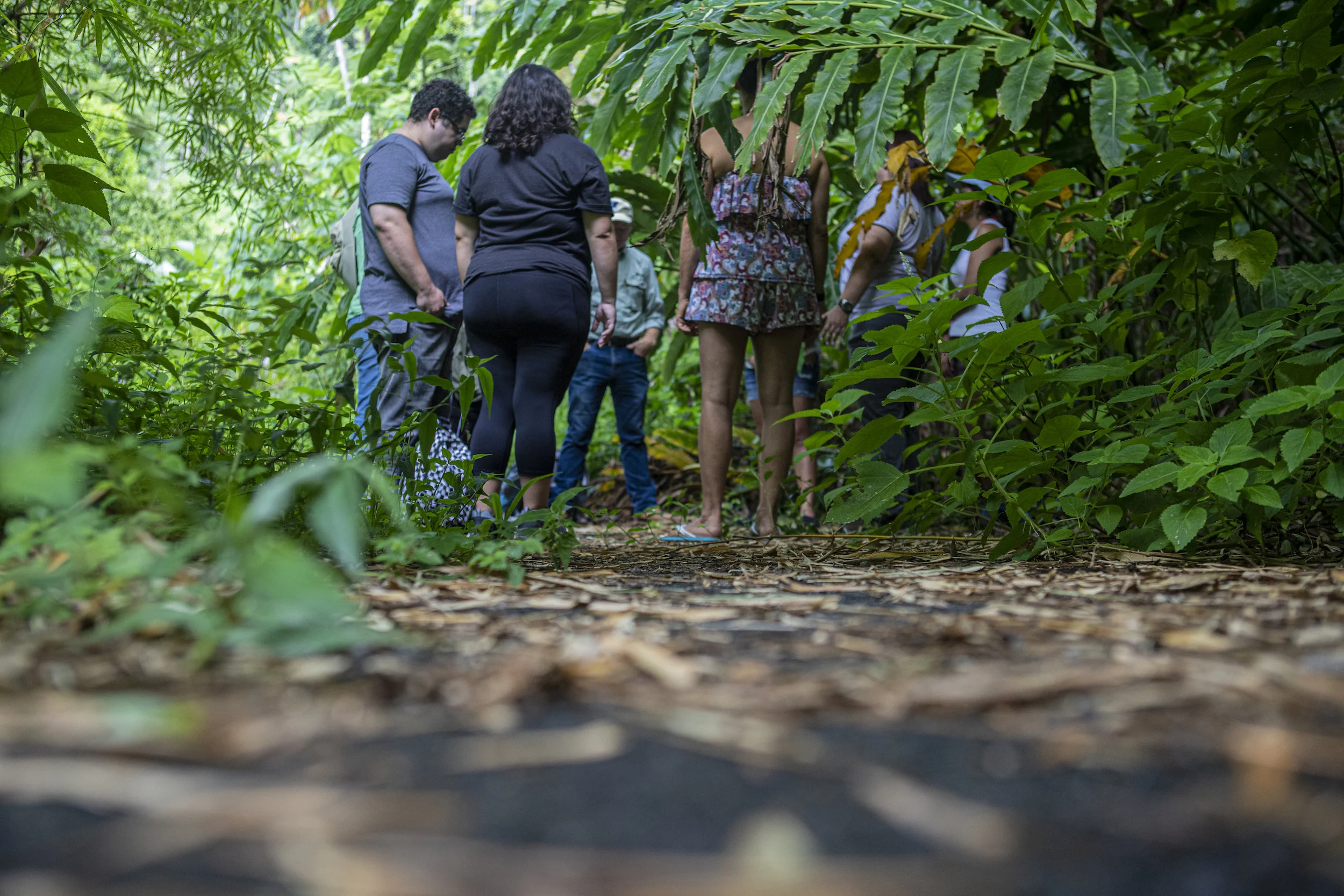 Caminatas de Terapia de Bosque Gratuitas (Vereda Angelito) — Corazón Latino