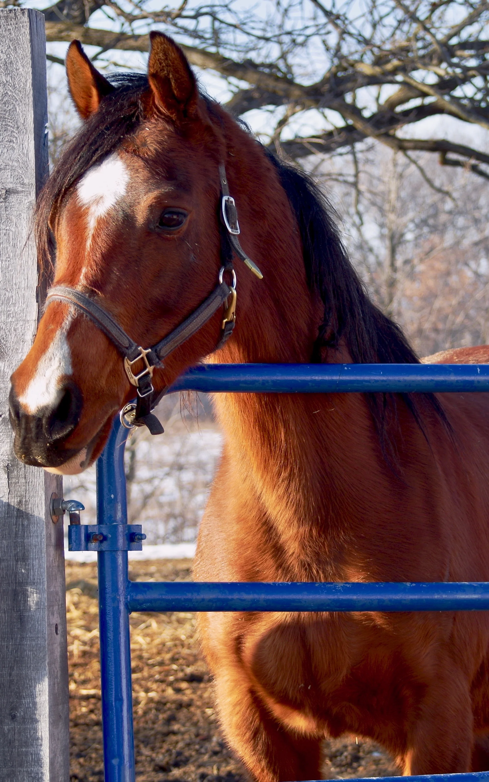 Sponsor a Horse — Stepping Stone Farms