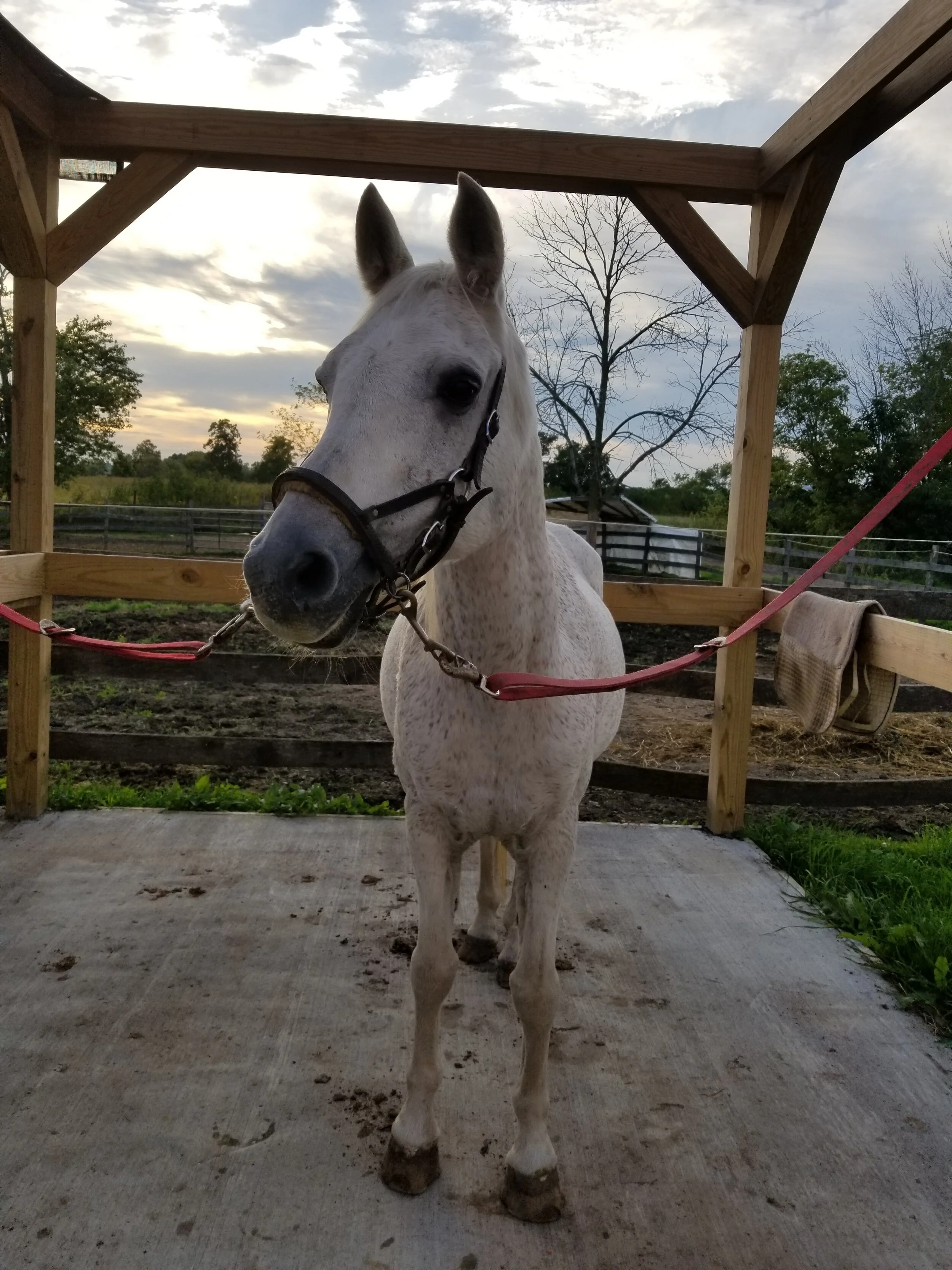 Sponsor a Horse — Stepping Stone Farms