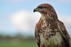 The buzzard — the SCOTTISH countryman