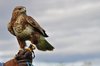 The buzzard — the SCOTTISH countryman
